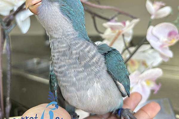Baby Blue Quaker Parrot Available at Parrot Stars!