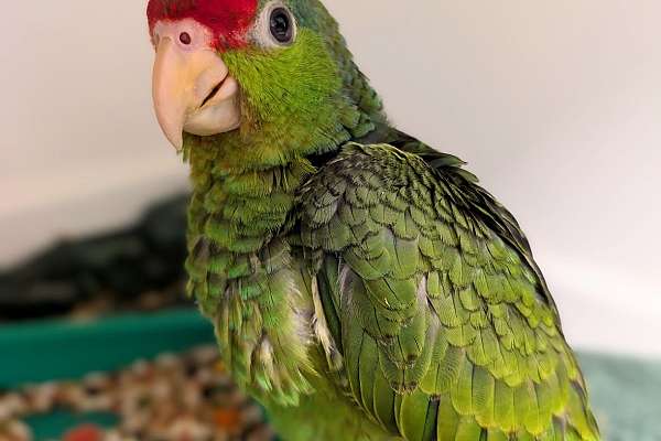 Red Crowned Amazon