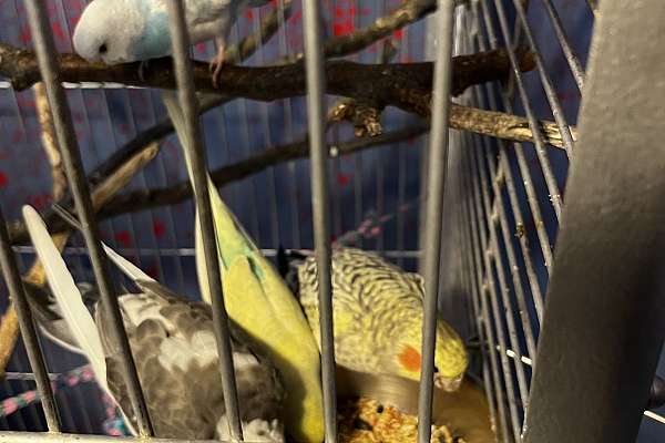 Young Parakeets & Cockatiels