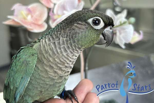 Baby Turquoise Green Cheek Conure Available at Parrot Stars!