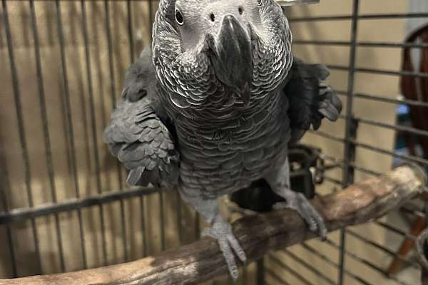 Congo African Gray pair
