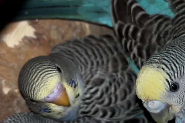 Newborn Baby Parakeets