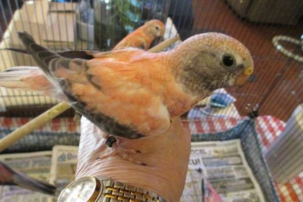 Rosy Bourke Parakeets, Hand Fed & Tame