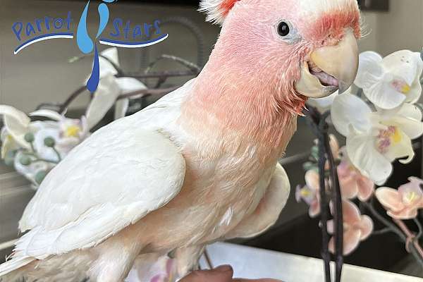 Baby Major Mitchell's Cockatoo Available at Parrot Stars!