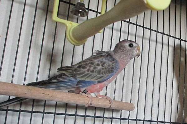 Bourke Parakeet, Normal Wild-Color Male