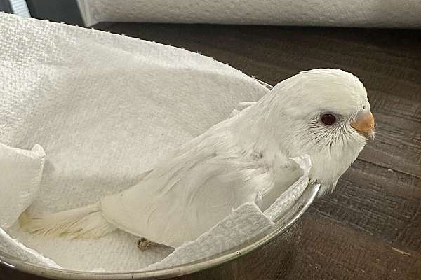 Hand feeding baby parakeet