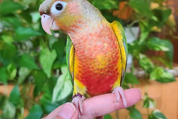 Handfed Pineapple Green Cheeked Conure