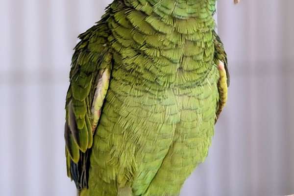White Fronted Amazon