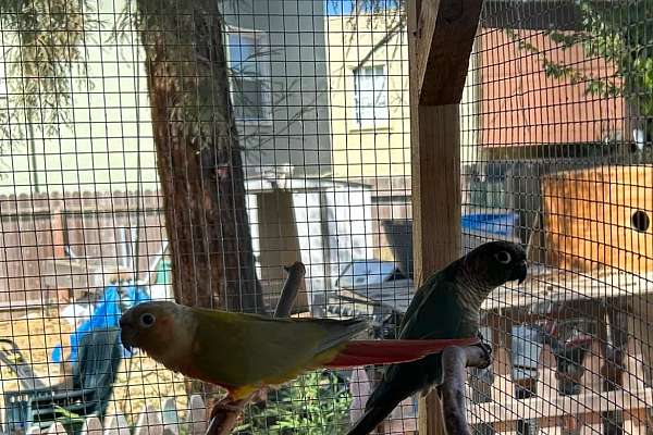Green cheek breeding pair