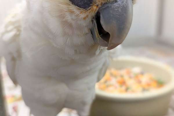 Hybrid Cockatoo