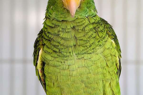 White Fronted Amazon