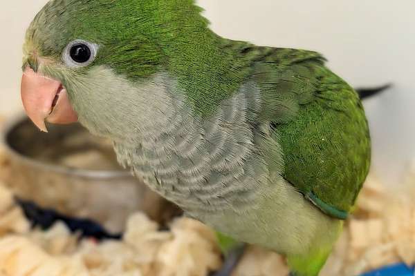 Green Quaker