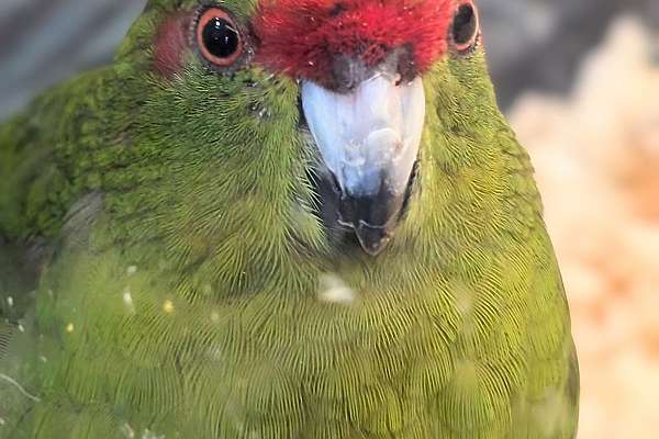 Kakarikis