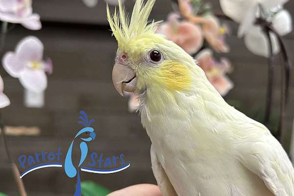 Baby Lutino Cockatiel Available at Parrot Stars!