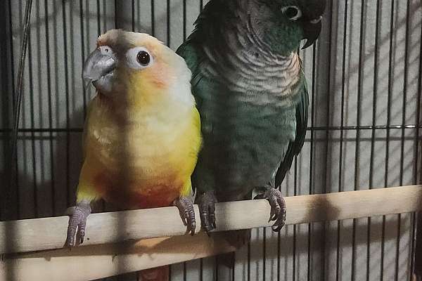 Bonded Conure Pair