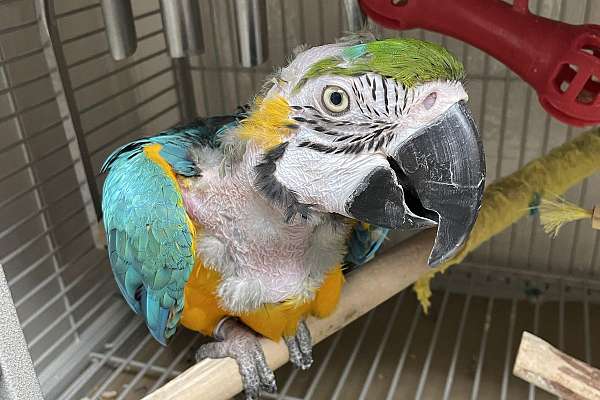 Adult Female Blue & Gold Macaw