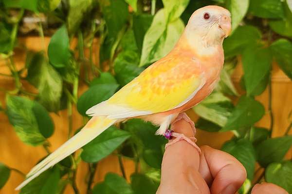 Handfed Rubino Bourke's Parakeet