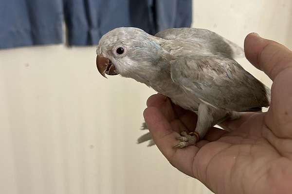 Female pallid gray blue quaker parrot
