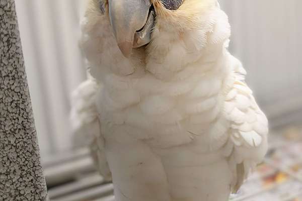 Hybrid Cockatoo