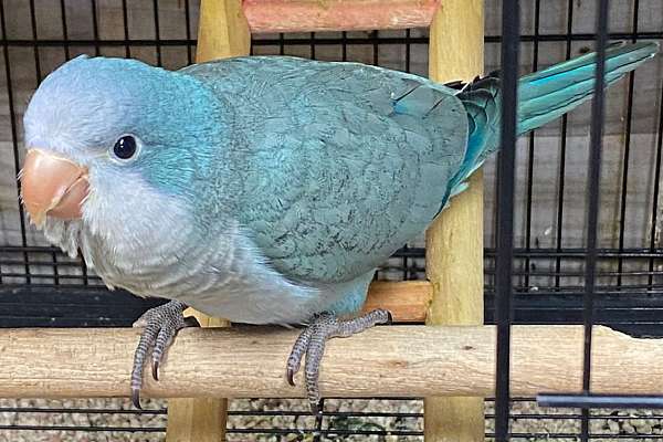 blue quaker baby