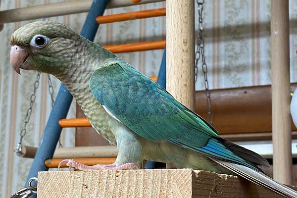 cinnamon turquoise green cheek conure
