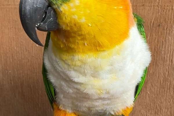 Black headed caique female