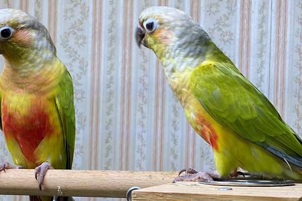 dilute green cheek conure
