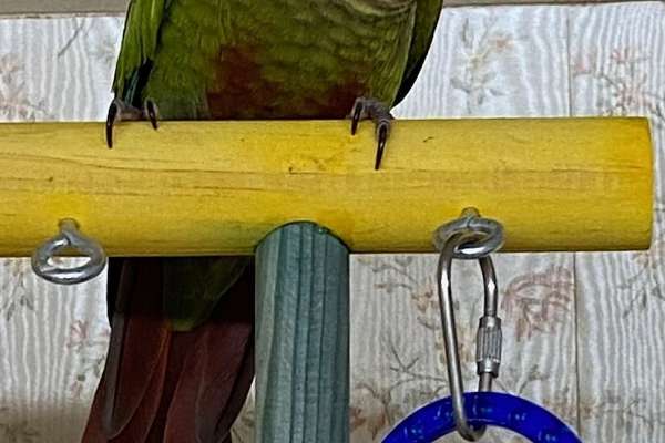 normal green cheek conure
