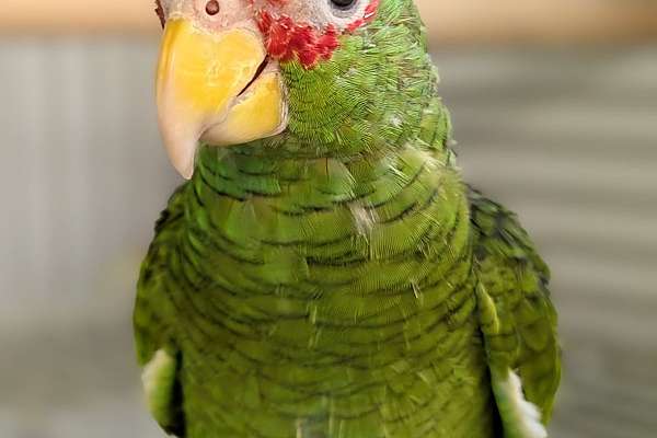 White Fronted Amazon