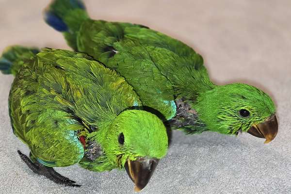 Eclectus Male Babies