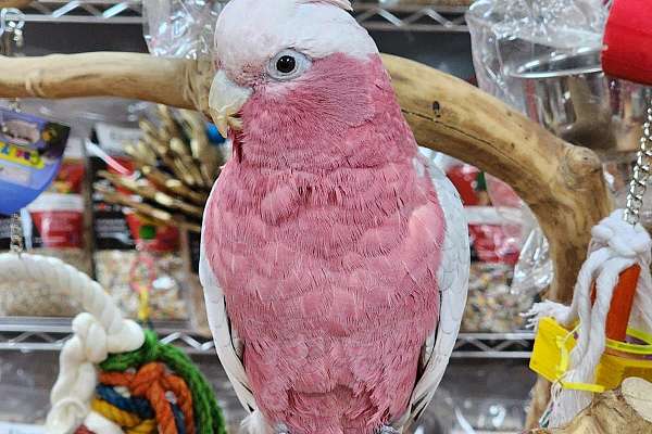 Rose Breasted Cockatoo