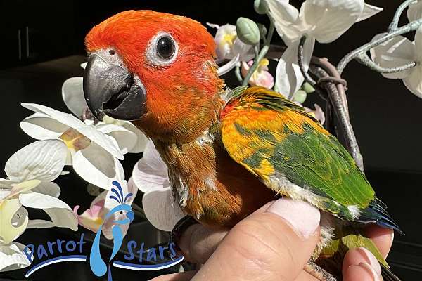 Baby Red Factor Sun Conure Available at Parrot Stars!