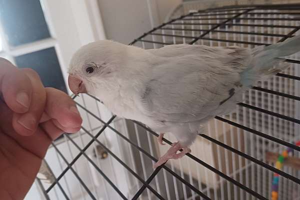 Baby Quaker