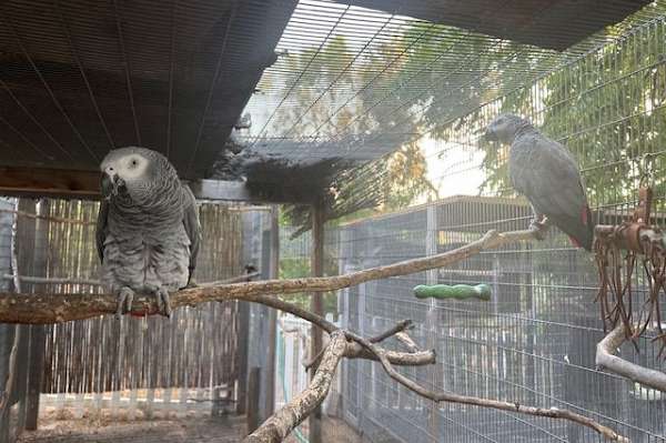 Beautiful pet pair of congo african greys aviary included
