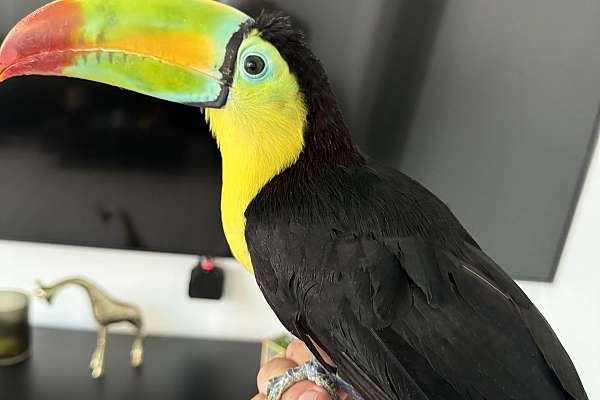 Keel- Billed Toucan