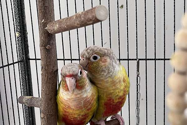 Proven Pineapple GC Conures