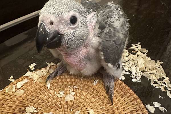 Baby Congo African Grey