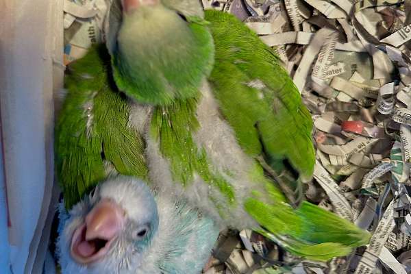 Baby Quakers For Sale - See Description for Availability