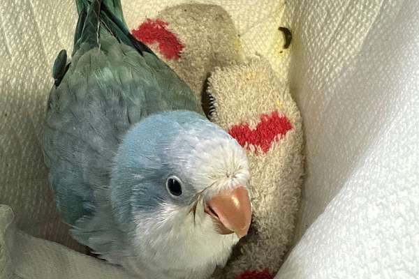 Baby Blue Quaker for Sale