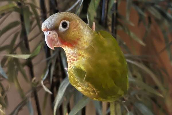 High-Red Green Cheek Conure
