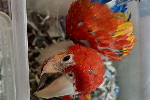 Baby Scarlet Macaw for Sale