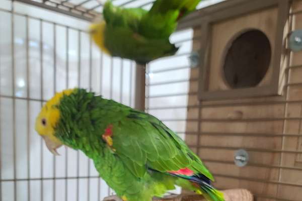 Double Yellow Amazon pair