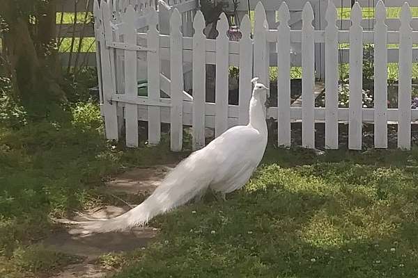 white peacocks and purple silver pied peacocks