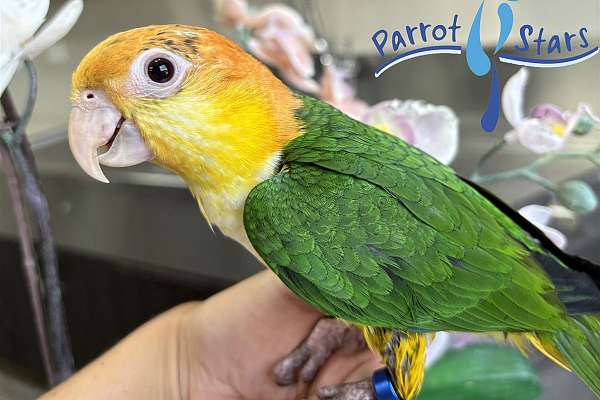Baby White Bellied Caique Available at Parrot Stars!