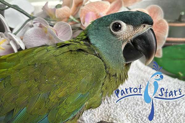 Baby Blue Headed Macaw Available at Parrot Stars!