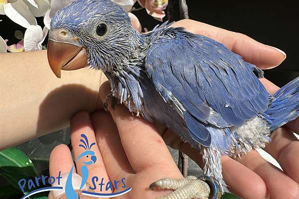 Baby Violet Cobalt Indian Ringneck Available at Parrot Stars!