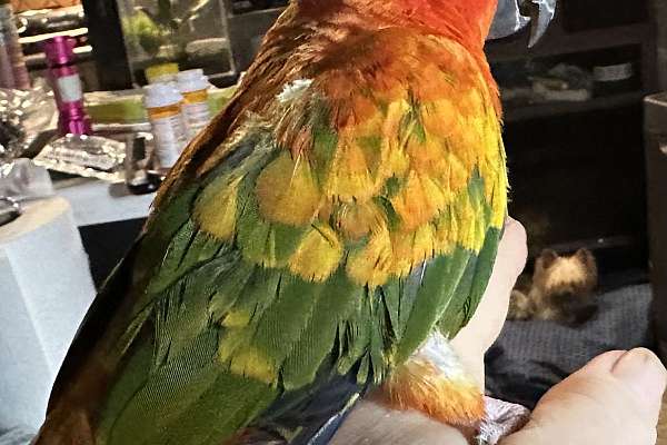 Red factor sun conure