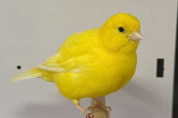 FIFE Male canary
