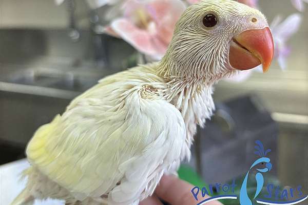 Baby Creamino Indian Ringneck Available at Parrot Stars!