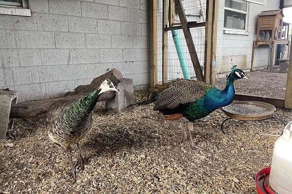 2yr old Peafowl Pair